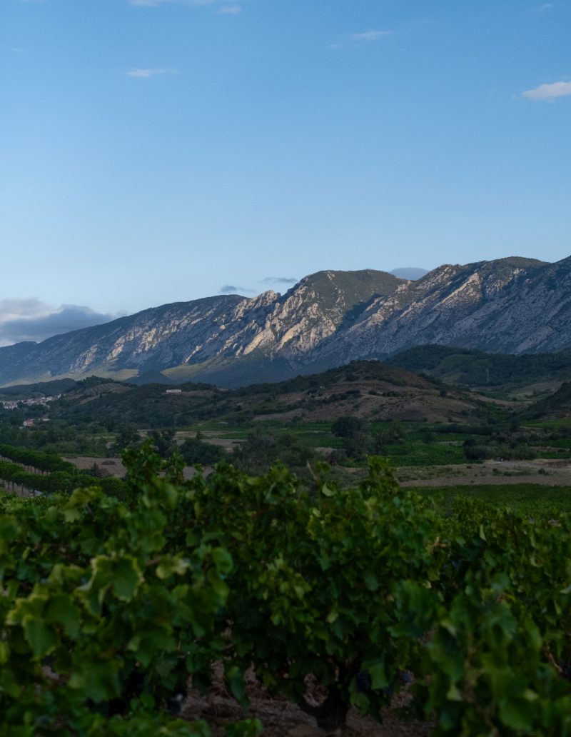Accueil - Domaine Pouderoux - Maury